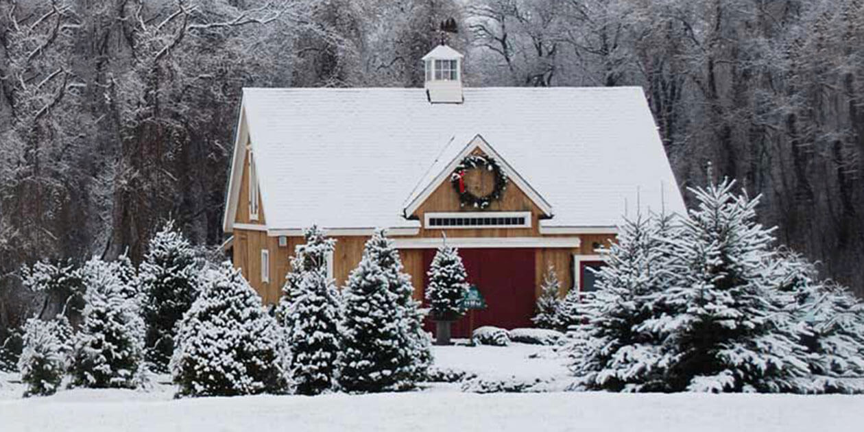12 Best Christmas Tree Farms In USA For Perfect Christmas Trees - Live ...