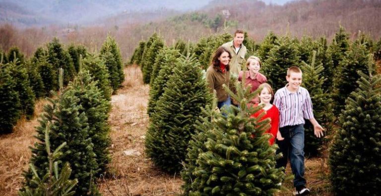 12 Best Christmas Tree Farms In USA For Perfect Christmas Trees - Live ...