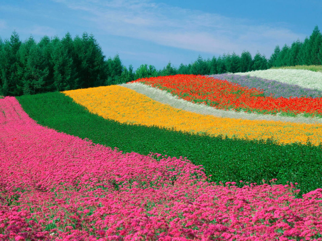 Beautiful & Unique Flower Garden Pictures Of 2021 - Live Enhanced