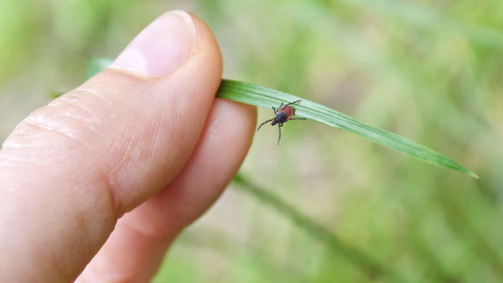 Tick Bite Treatment - A Complete Guidelines - Live Enhanced