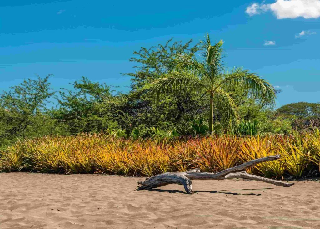 Beautiful Natural park in Guanacaste Province, Costa Rica - Live Enhanced