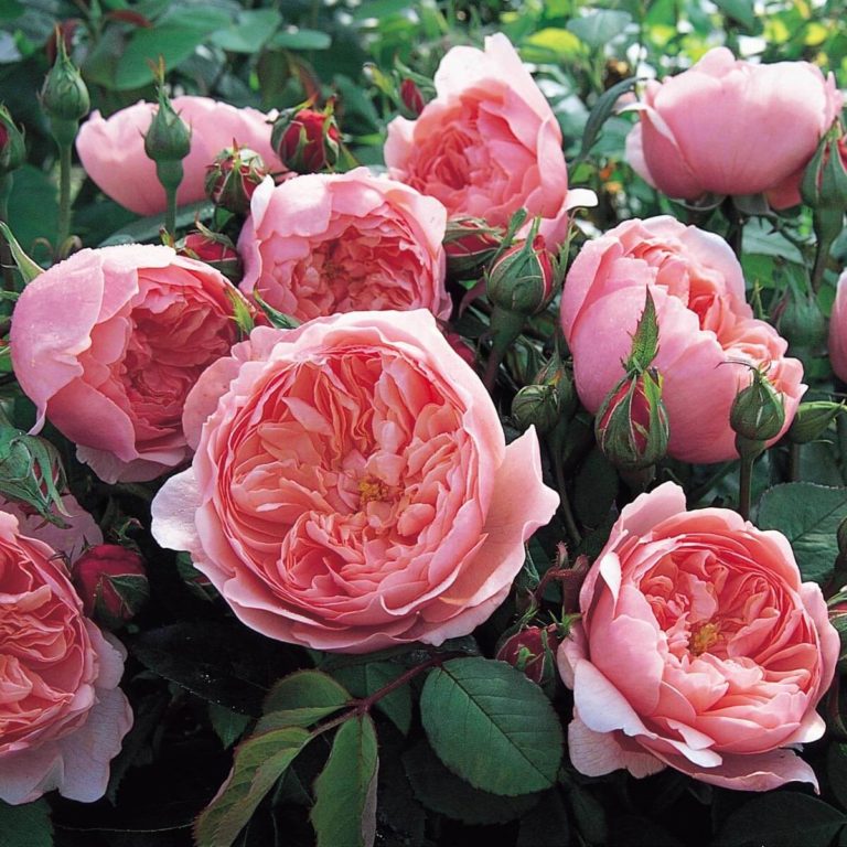 Best Top 10 Mind-Blowing Beautiful Roses - Live Enhanced