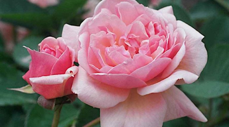 Best Top 10 Mind-Blowing Beautiful Roses - Live Enhanced