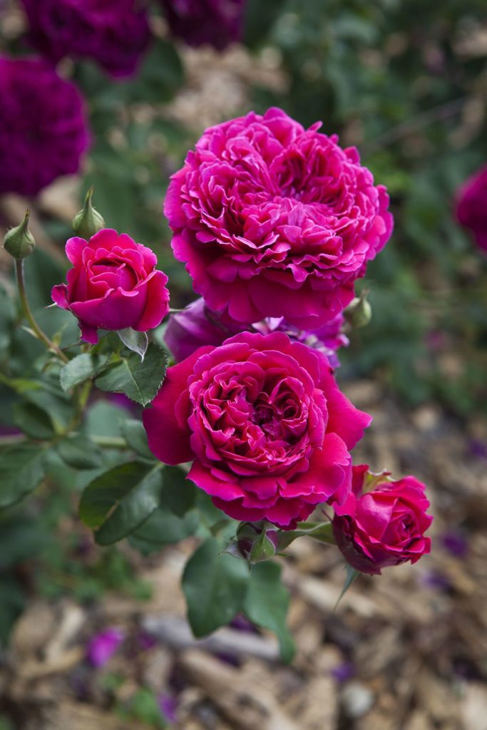 Best Top 10 Mind-Blowing Beautiful Roses - Live Enhanced