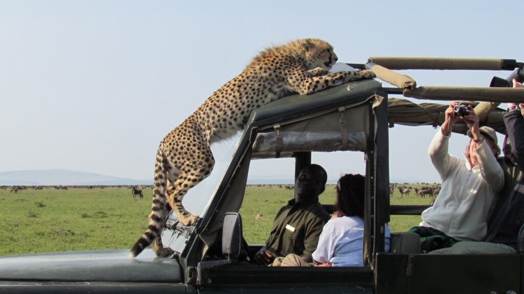 Safaris Excursions: How to Traverse the Diverse & Rough African Terrain