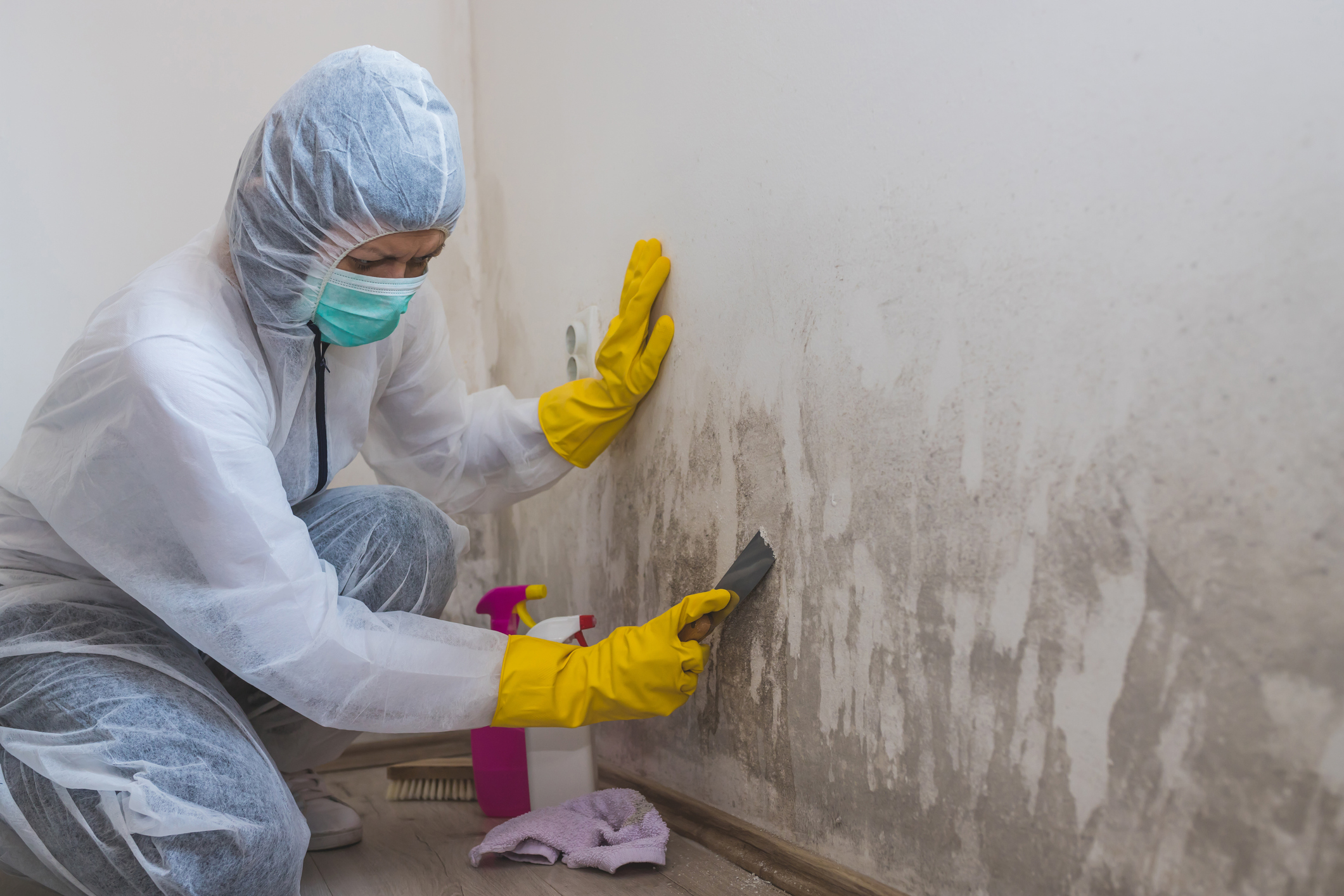 The Step-By-Step Guide to the Professional Mold Remediation Process The Step-By-Step Guide to the Professional Mold Remediation Process