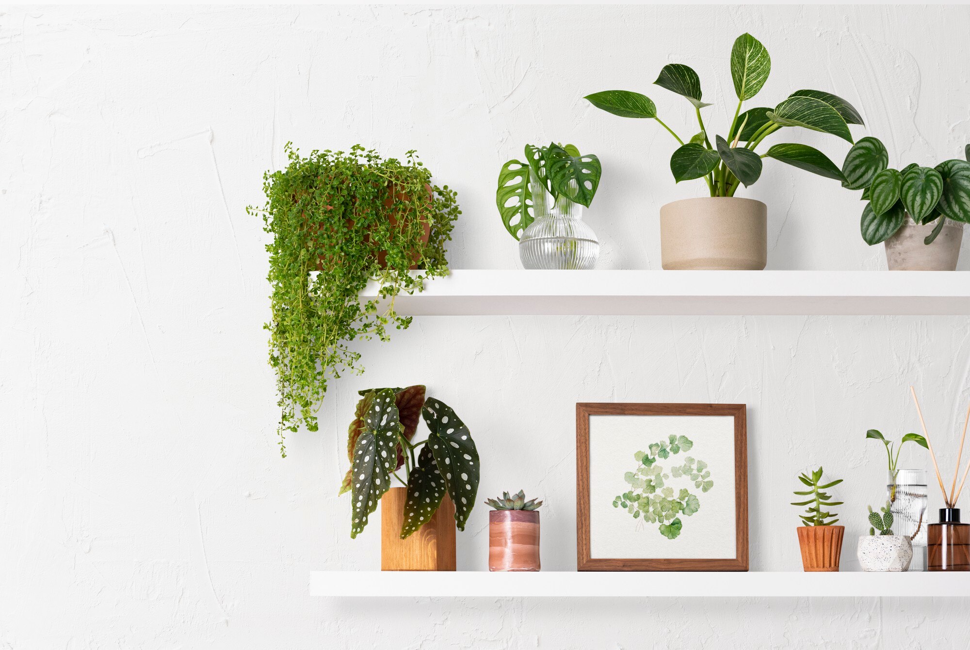 Decorating with Plants: The Best Ways to Display Houseplants - Live ...